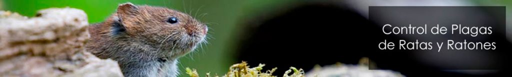 Control de plagas de ratas y ratones - Iluroplagasmataro